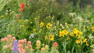 3 Spring Wildflower Hikes in Central Oregon — Bend Magazine