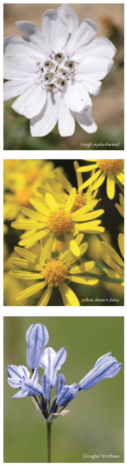 3 Spring Wildflower Hikes in Central Oregon — Bend Magazine