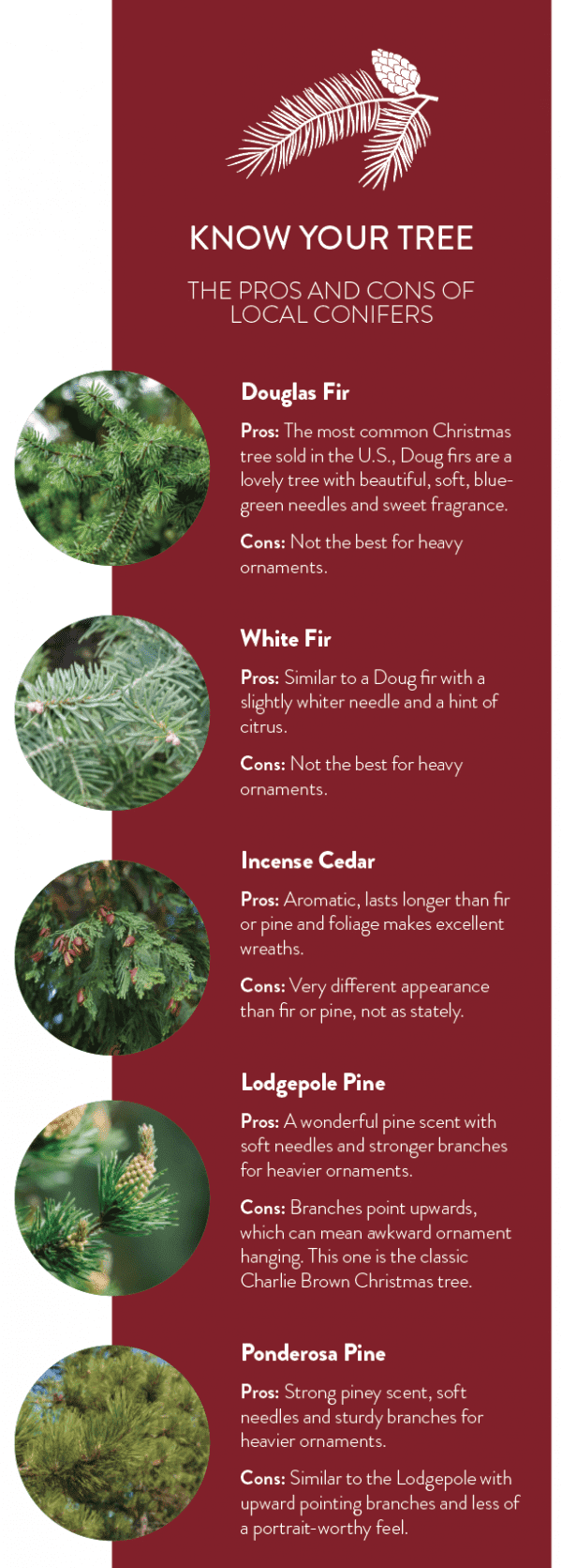 Here's How to Cut Your Own Christmas Tree in Central Oregon — Bend Magazine
